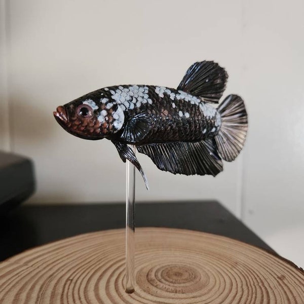 Fake Snail Aquarium - Etsy