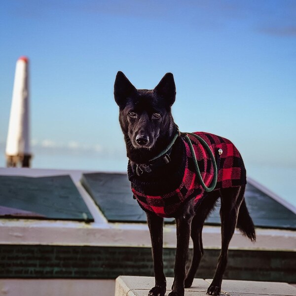 Audrey Dog ID Tag Silver/aqua - Etsy