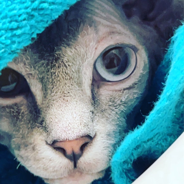 Hairless Pet Shampoo & Conditioner Set | Natural Sphynx Cat Shampoo ...