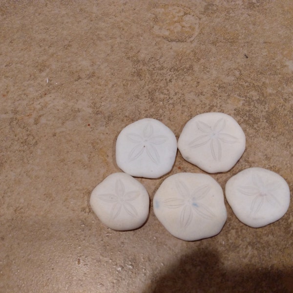 Sea Biscuit - Sea Cookies-bulk - Seashell Bulk-seashell Craft Supply ...