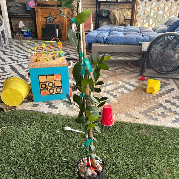 Sunburst Tangerine 3ft Grafted Tree . - Etsy
