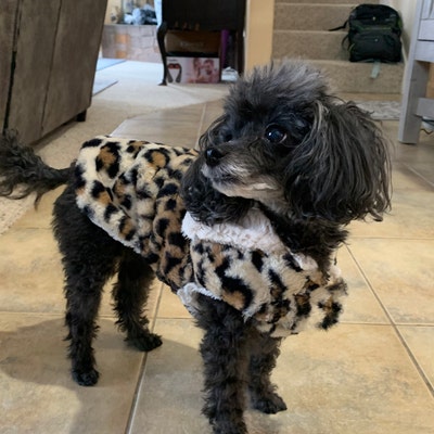 Handmade Luxurious Personalized Bone Fur Coat for Dogs With Tailoring ...