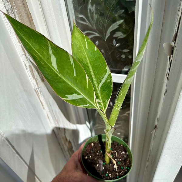 Variegated Musa Florida Banana Tree - Rare Exotic Tropical Indoor ...