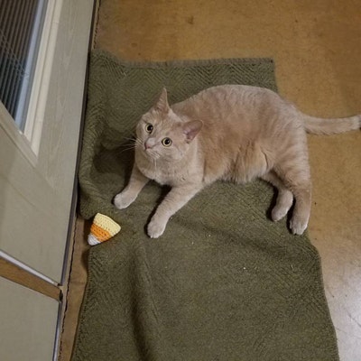 Catnip Candy Corn Cat Toy - Etsy