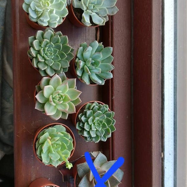 Small Succulent Plants • Random Succulents • 5cm Pots • Open Terrarium ...