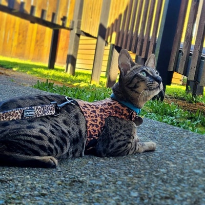 Safetykatz Walking Jacket Beautiful Leopard Custom Made Cat Reversible ...