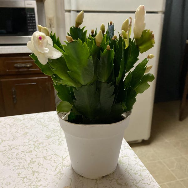 Calathea Burle Marx, Fishbone Prayer Plant, Unique and Easy to Care ...