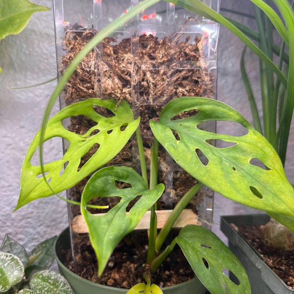Neoregelia Red Waif Dwarf Bromeliad Cut Offset - Etsy