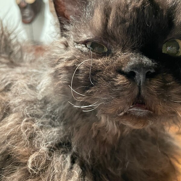 Chinese Takeout, Asian Hot Sauce Packet Catnip Cat Toy - Etsy