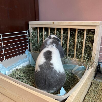Medium Hop Box: Rabbit Bunny Hay Feeder and Litter Pan Combo - Etsy