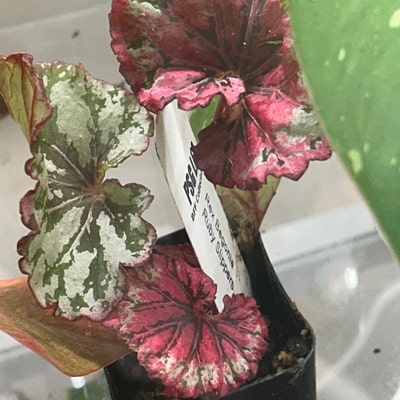 Rex Begonia 'ruby Slippers' BFF Exclusive - Etsy