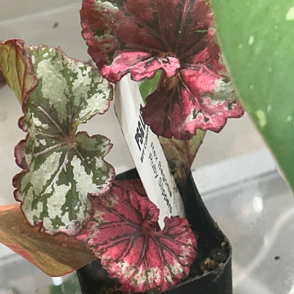 Rex Begonia 'ruby Slippers' - BFF Exclusive - Etsy