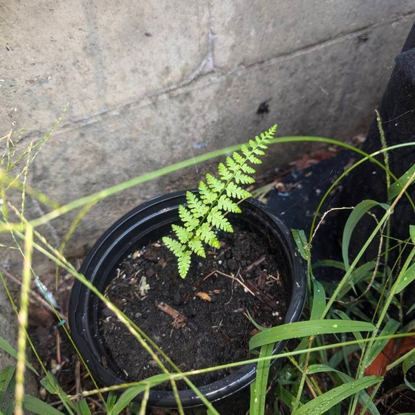 Chinese Elm Quart Container - Etsy