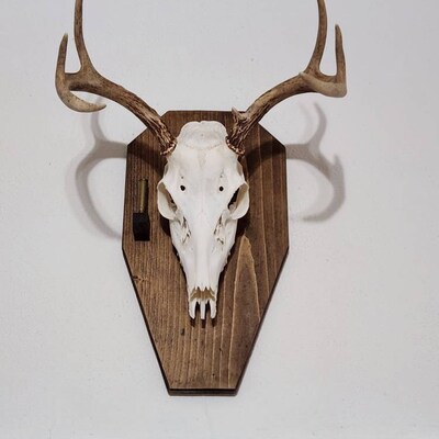European Skull Mount With Custom Picture and Arrow/bullet Holder - Etsy
