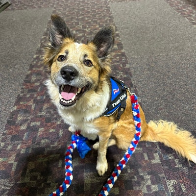 Custom Handmade Fleece and Minky Dog Leash - Etsy
