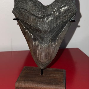 Large Megalodon Shark Tooth Stand Shark Teeth Stand Custom - Etsy