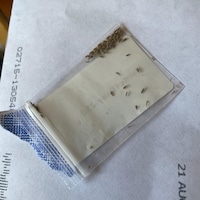 Giggles Dahlia Seeds - Attracts Pollinators, Long Blooming Season ...