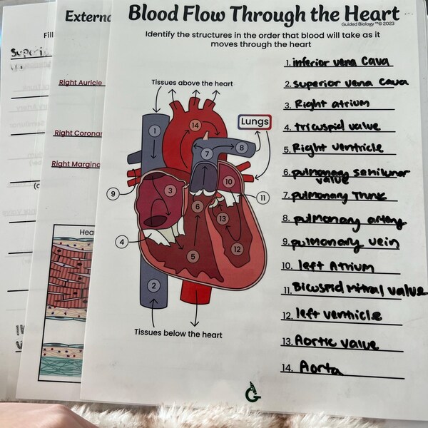DIGITAL Rote Respiratory Anatomy Worksheets, Answer Keys Included (set ...