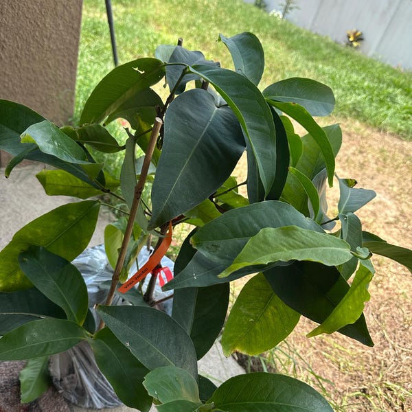 Star Apple Purple - Caimito - Milk Fruit. Grafted Tree - 3-4 Feet Tall ...