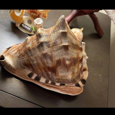 Conch Shell Seba Spider Seashell Lambis Truncata Spike - Etsy