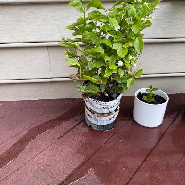 Monstera Mint Live Plant | Variegated Mint Monstera House Plants SALE ...