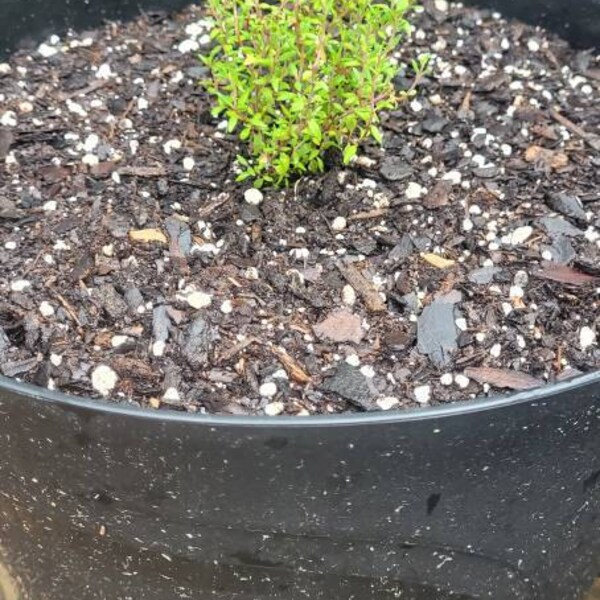 African Blue Disc Daisy Seedling - Daisy Plant - Unusual Plant - Pre ...
