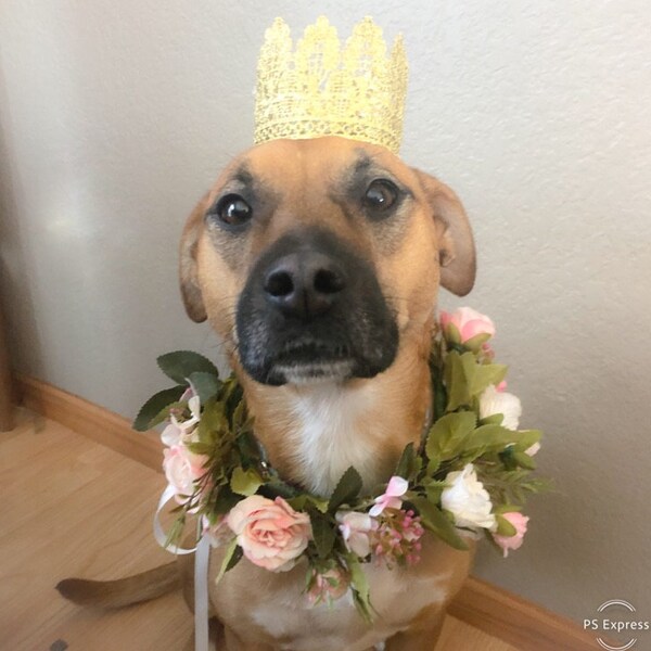 Pet Birthday Crown Gold Lace Crown for Dogs and Cats Lola Pet Crown ...