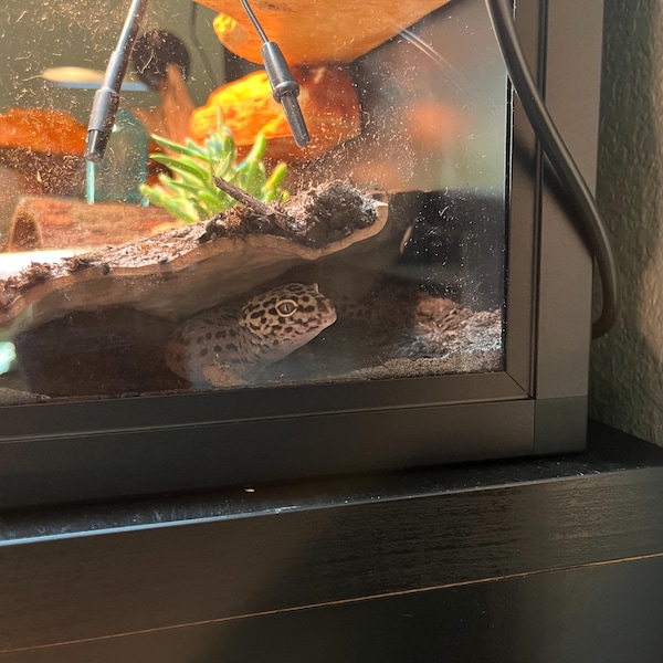 Terrarium/reptile Cave - Serpent Suite/snake Cave - Custom Sizing ...