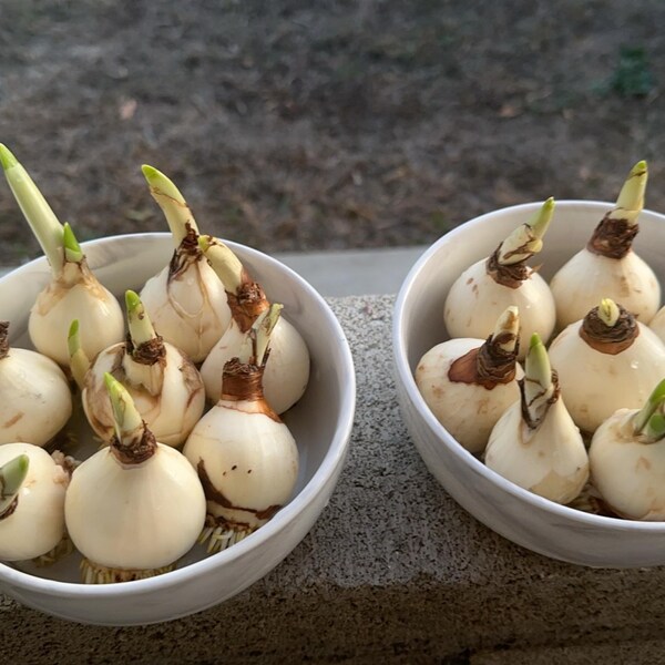 3 Musa ‘poquito’ Banana Tree/ Banana Tree in 4 Inch Cups (one Plant per ...