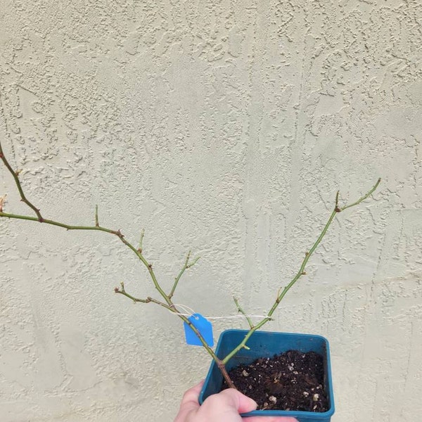 Live Grape Plant Shine Muscat. 阳光玫瑰葡萄 . Big and Sweet. Awesome Variety ...