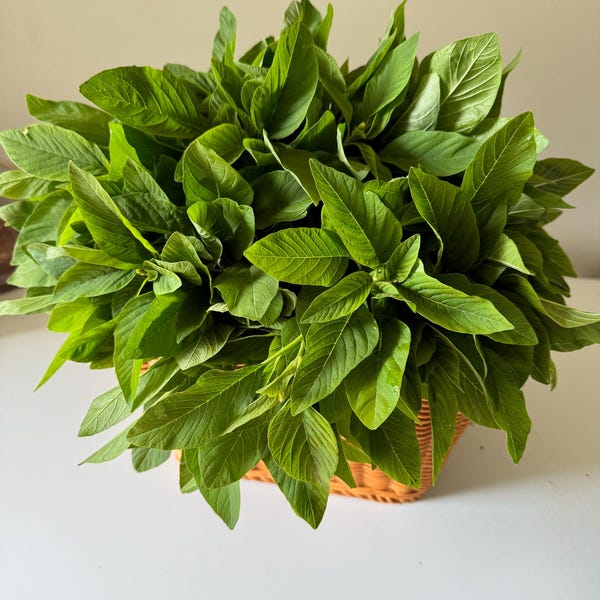 Scent Leaf (efinrin, Nchanwu, Daidoya) - Etsy Canada