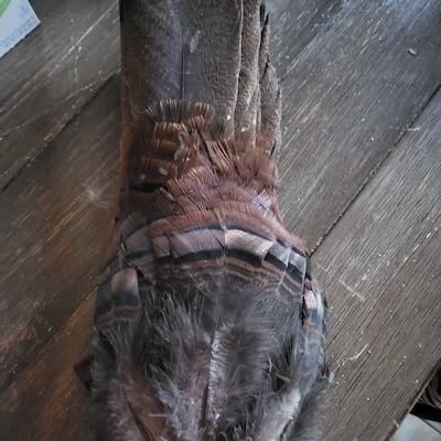 2 Coyote Leg Bone 1 Ulna and 1 Radius BN-701 - Etsy