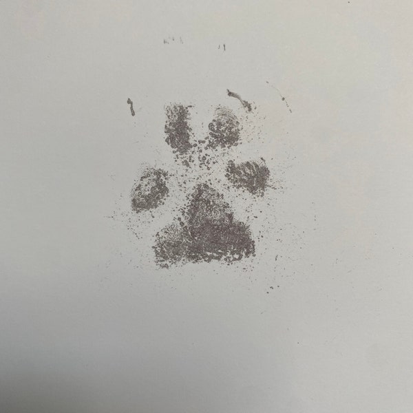 Inkless Pet Paw Print Kit | Get High-quality Paw Prints With Zero Ink ...