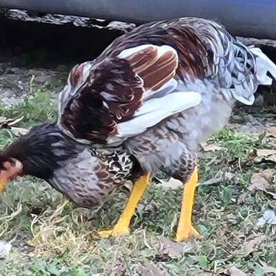 Chicken Bra Crop Support Pendulous Crop Support Crop Bra - Etsy UK