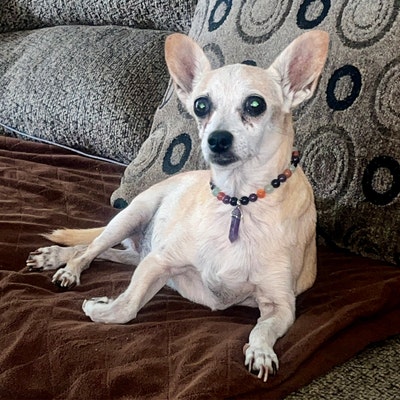 Amethyst Dog Collar, Crystal Cat Collar, Custom Pet Jewelry, Rose ...