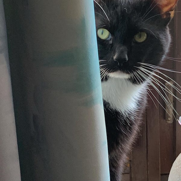 Handmade Cavalier King Charles Pottery Planter: Hand-painted Dog Decor ...