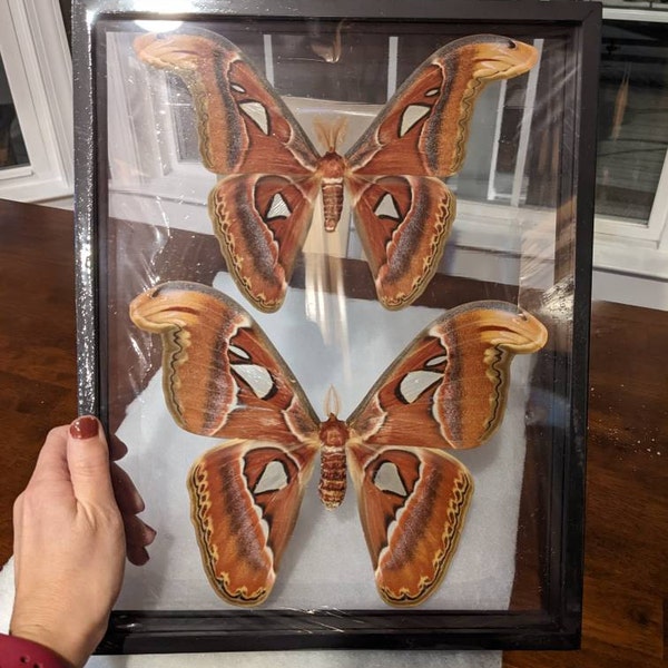 Set Mix Beetle Real Insect Taxidermy Entomology Wood Box Display Home ...