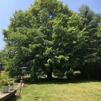 SCHOENITE PICROMERITE MINERAL Vintage Lithograph From 1967 - Etsy