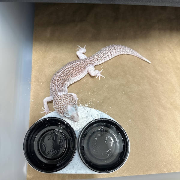 Leopard Gecko Hide, Moist Hide Lay Box, and Feeding Station - Etsy