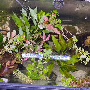 Hygrophila Salcifolia hygro. Blue BUY3GET1FREE Live - Etsy