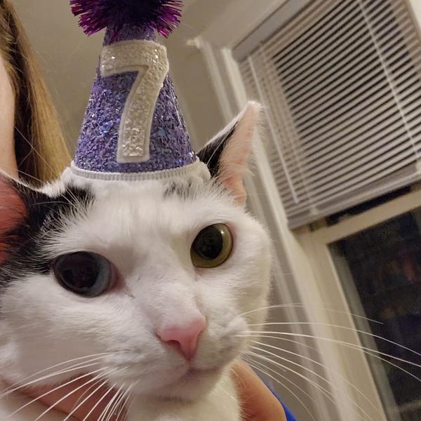 Pet Party Hat | Mini Cat Birthday Party Hat | Mini Cat Party Hat | Dog ...