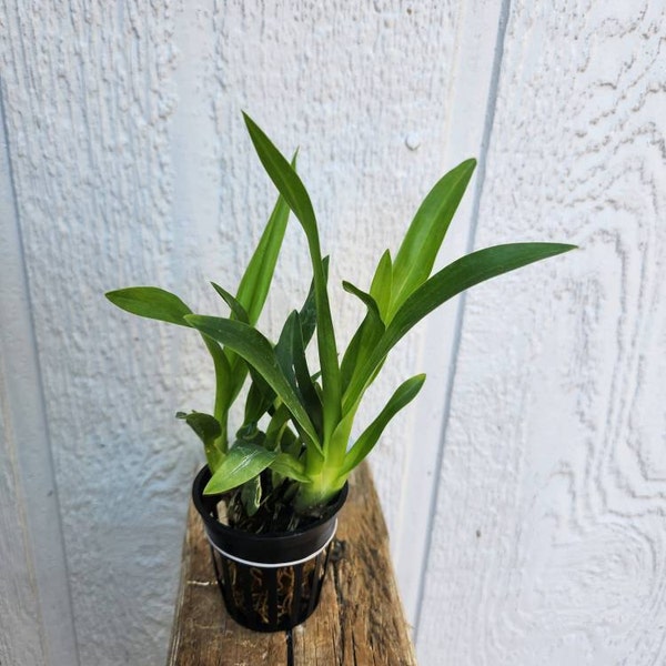 Mini Orchids - Rare - Perfect for Terrariums, Lonopsis, Mini Vandas ...