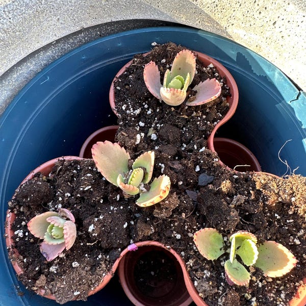 Sedum Dasyphyllum Major Blue Tears Sedum Live Succulent Plants 2" 4” 6 ...