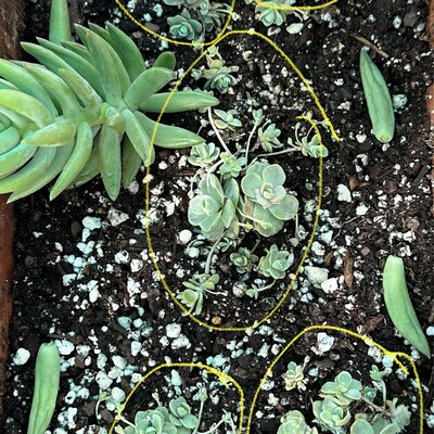 3 Large Blue Chalk Sticks Cuttings Senecio Mandraliscae - Etsy