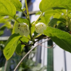 Kangaroo Paw Pink anigozanthus Ship in 6 Pot - Etsy