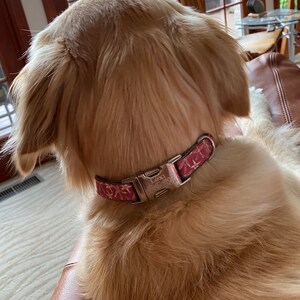 Banjo Dog Collar Harness or Leash With Personalized Engraved - Etsy