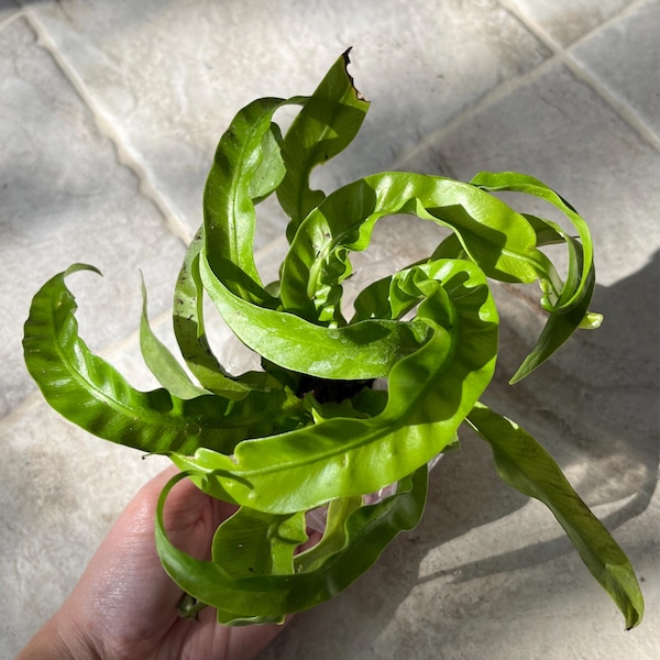 Live Angel Wing Begonia medora Starter Plant USA SELLER - Etsy