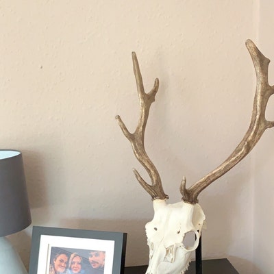 European Table Top Skull Mount. Walnut - Etsy