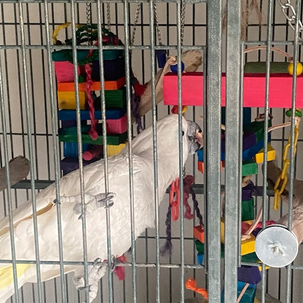 EXTRA LARGE Parrot Toy* the Wood Forager * Macaw*cockatoo*african Grey ...
