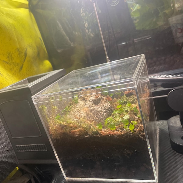 The Tiny Terrarium Kit / DIY Mini Bioactive Enclosure With Live Plants ...